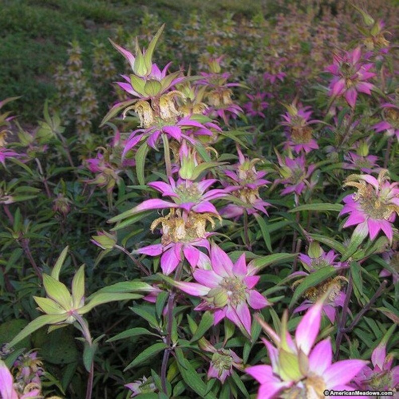 Spotted Bee Balm Herb Seeds monarda Punctata 100seeds - Etsy