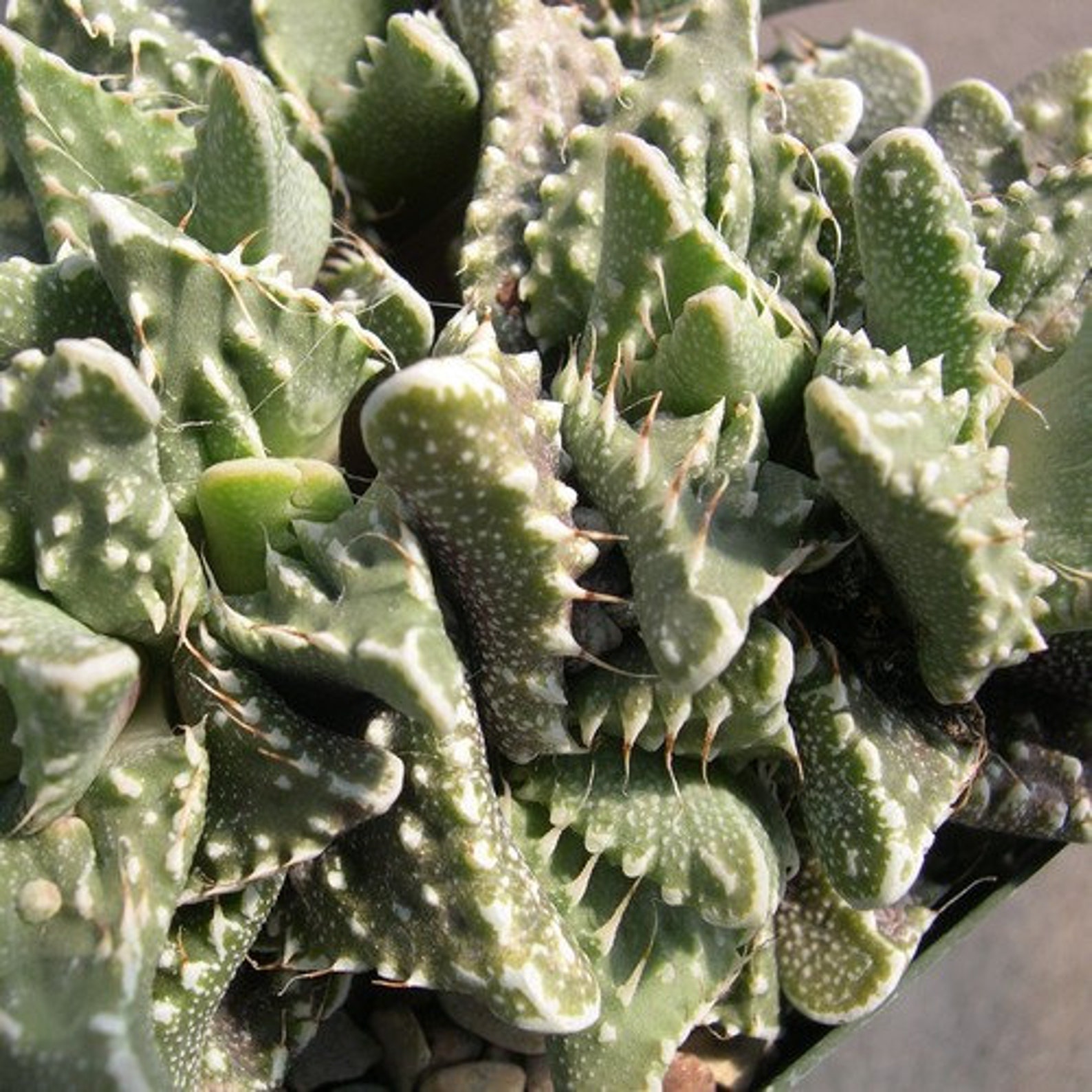 Pebbled Tiger Jaws Succulent Seeds (faucaria Tuberculosa) 20+seeds - Etsy