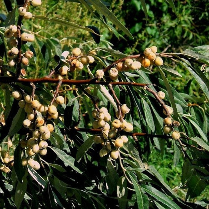 Russian Olive Tree Seeds elaeagnus Angustifolia 5seeds - Etsy