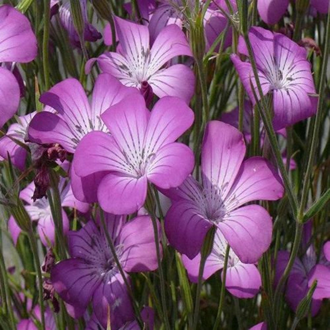 Agrostemma Purple Queen Flower Seeds (agrostemma Githago) 50+seeds - Etsy