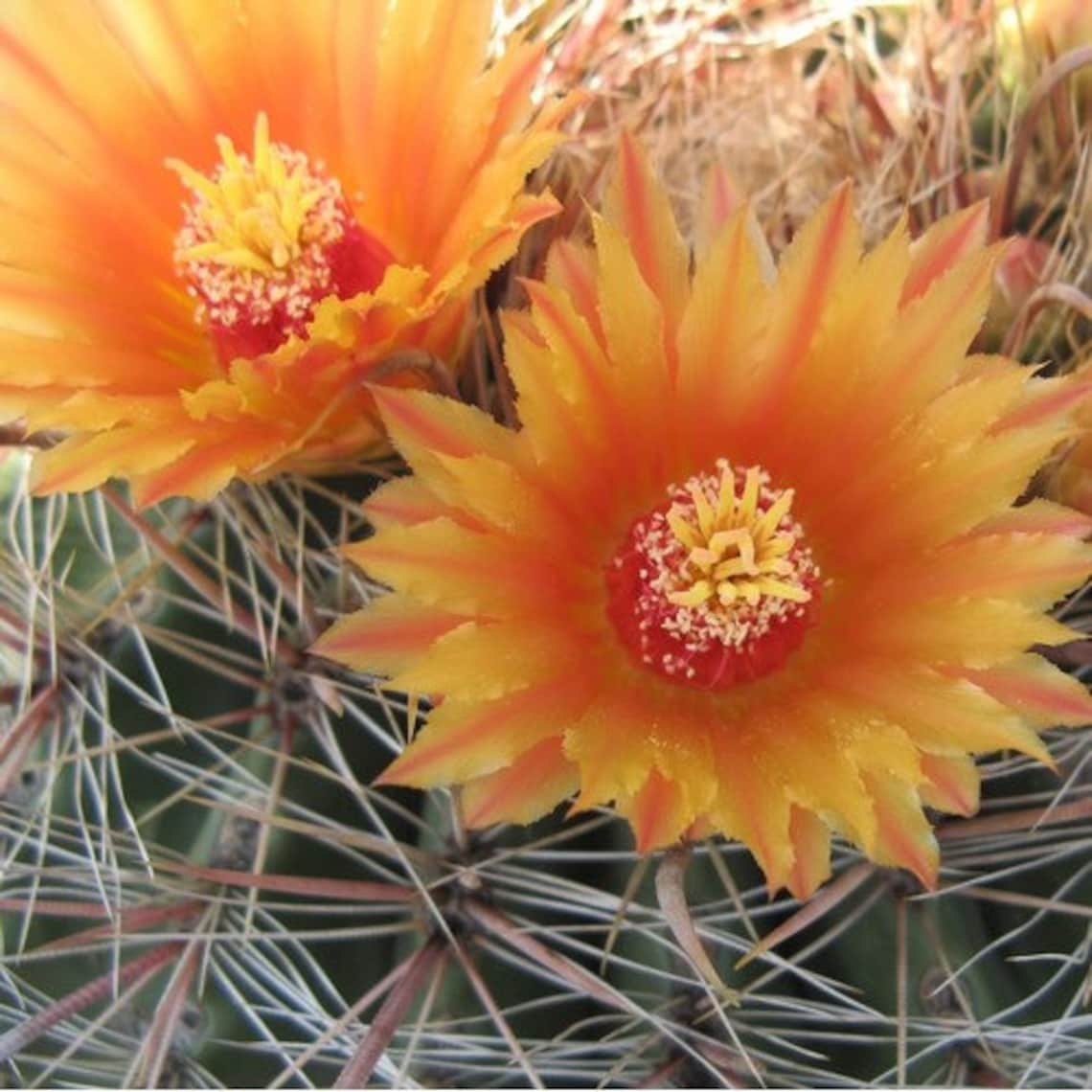 Candy Barrel Cactus Seeds ferocactus Wislizeni | Etsy