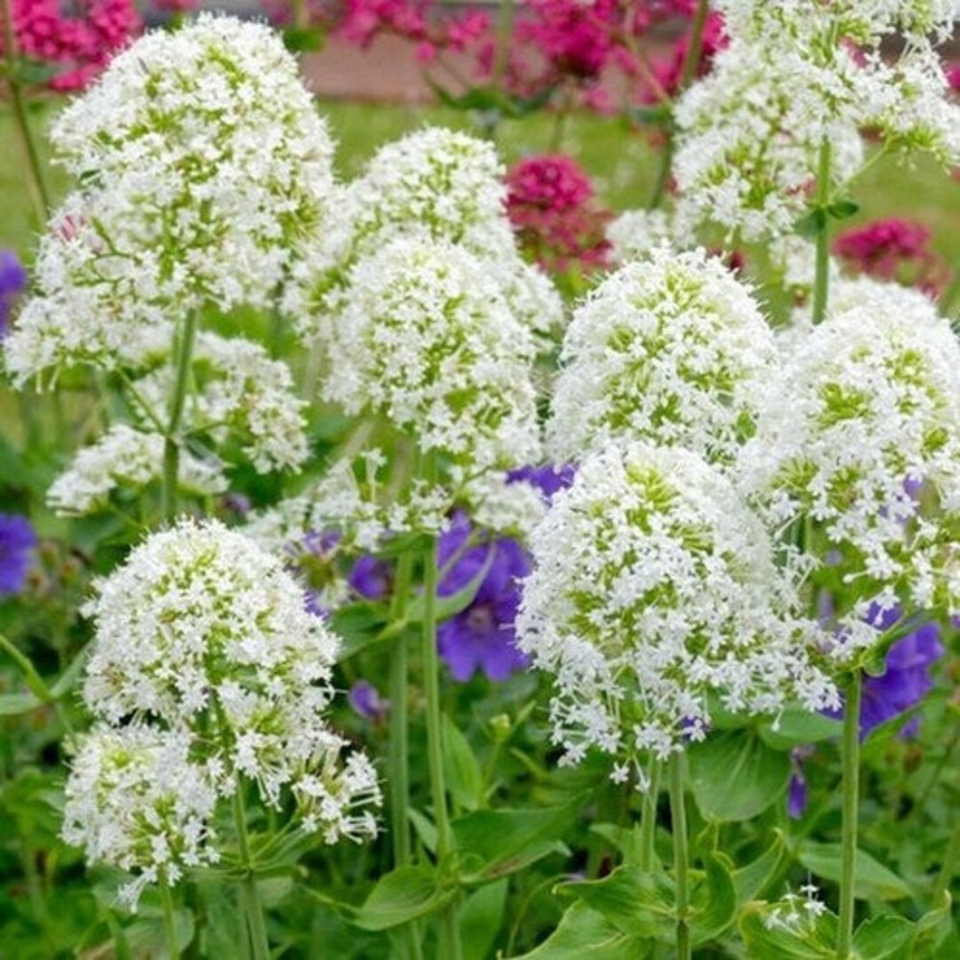 Jupiter's Beard White Flower Seeds (centranthus Ruber Albus) 50+seeds ...