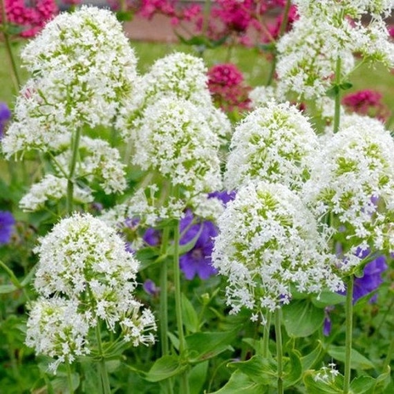 Jupiter's Beard White Flower Seeds centranthus Ruber | Etsy