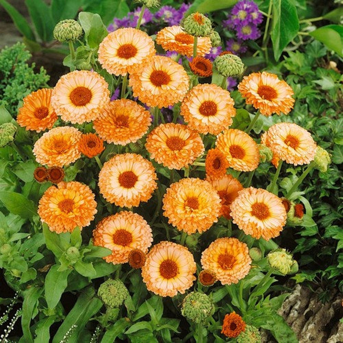 Calendula Pink Surprise Flower Seeds (calendula Officinalis) 50+seeds ...
