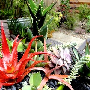 Aloe Mix Succulent Seeds (aloe Species Mix) 20+seeds - Etsy