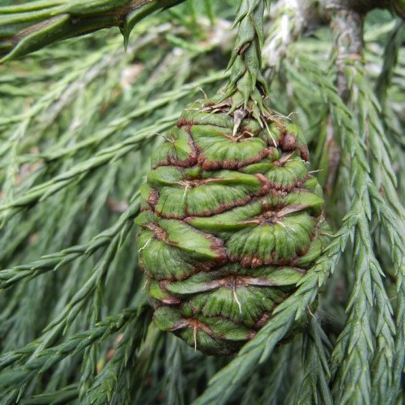 Giant Sequoia Tree Seeds sequoiadendron Giganteum 15seeds - Etsy