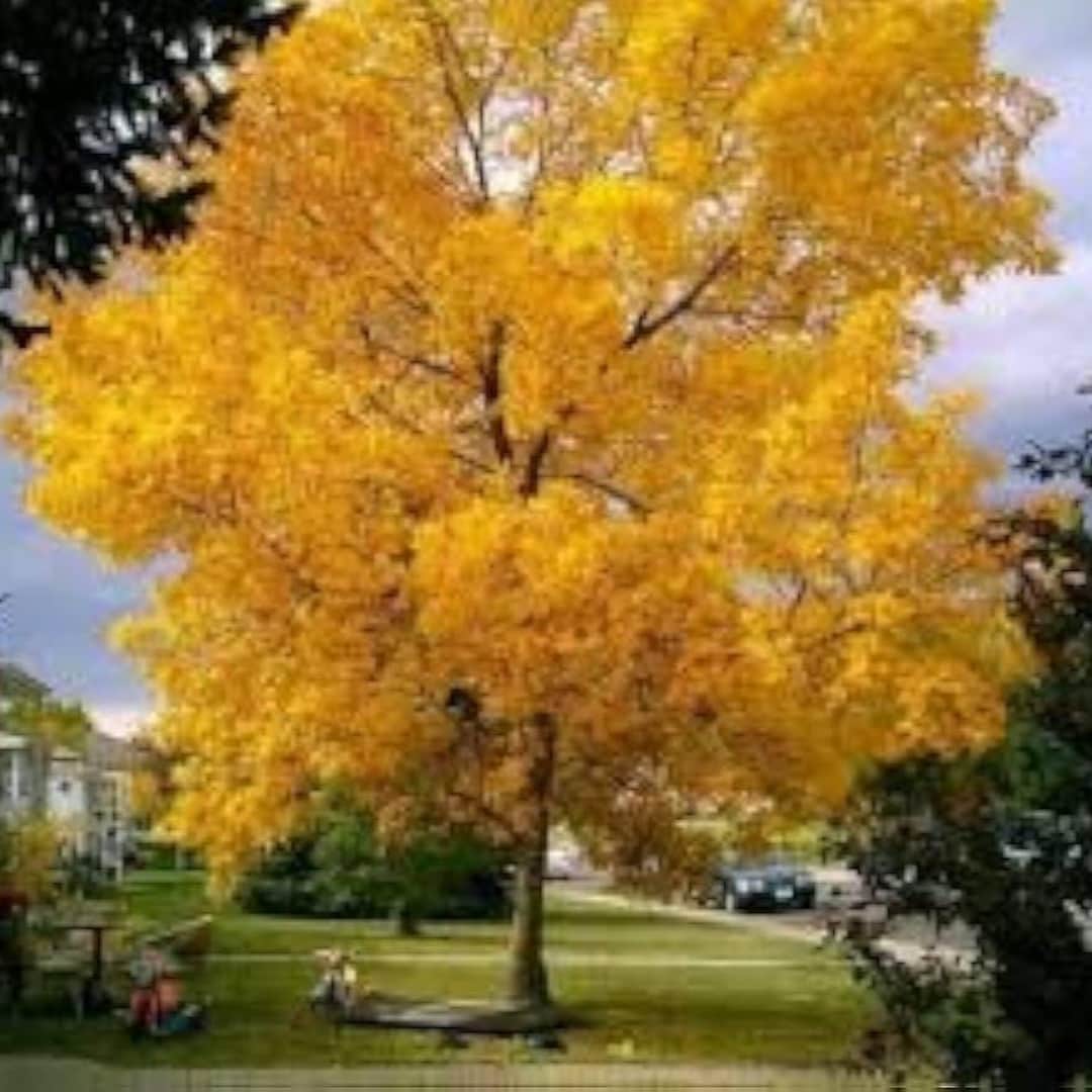 Northern Red Ash Tree Seeds (fraxinus Pennsylvanica) 30+seeds - Etsy