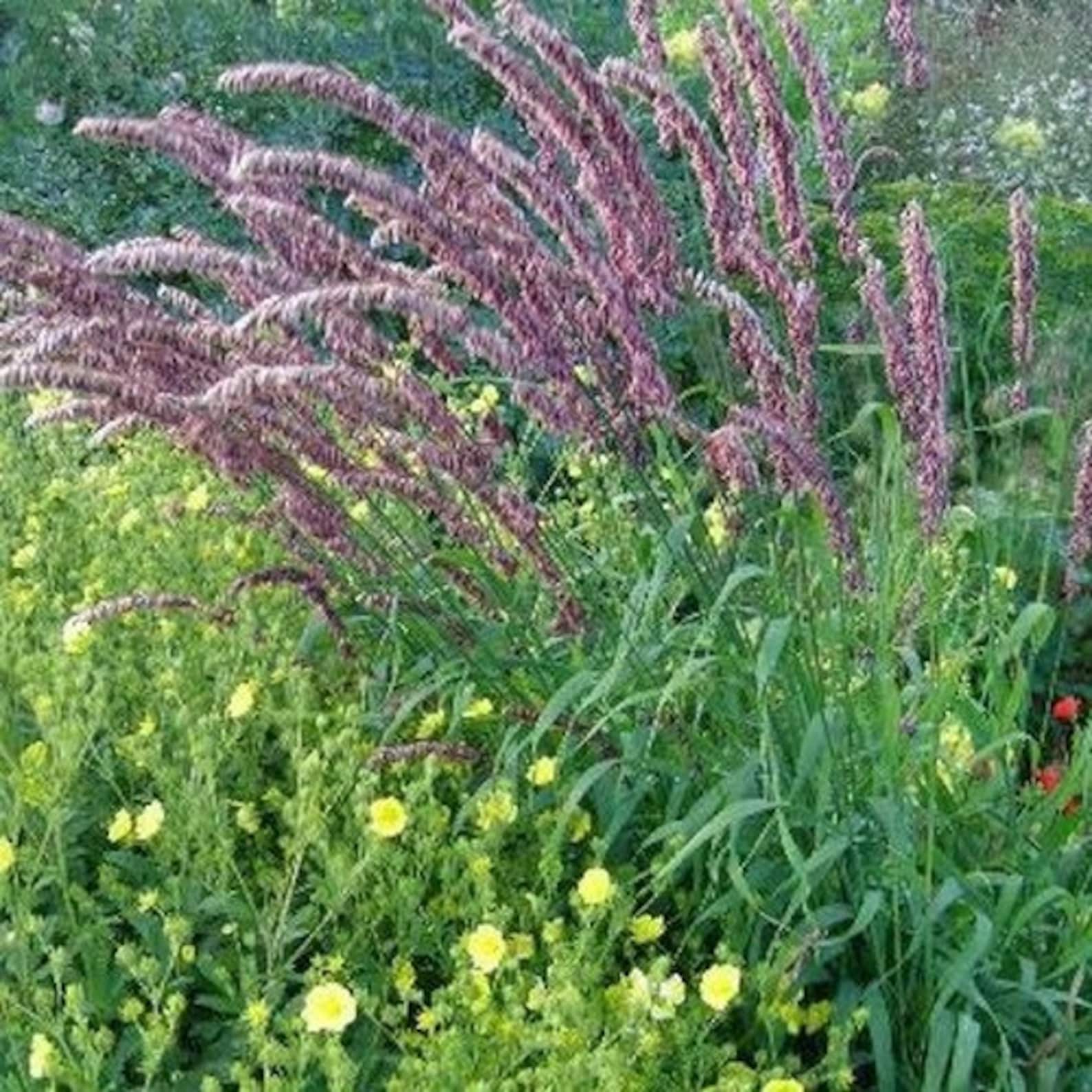 Melica Red Spire Ornamental Grass Seeds (melica Altissima) 30+seeds - Etsy