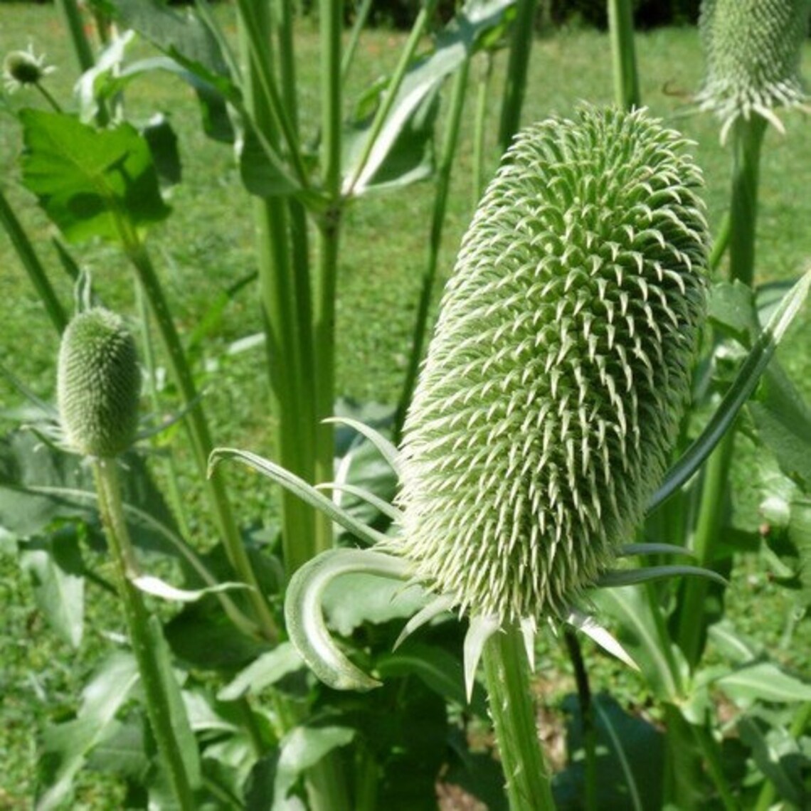Fullers Teasel Plant Seeds dipsacus Sativus 50seeds | Etsy