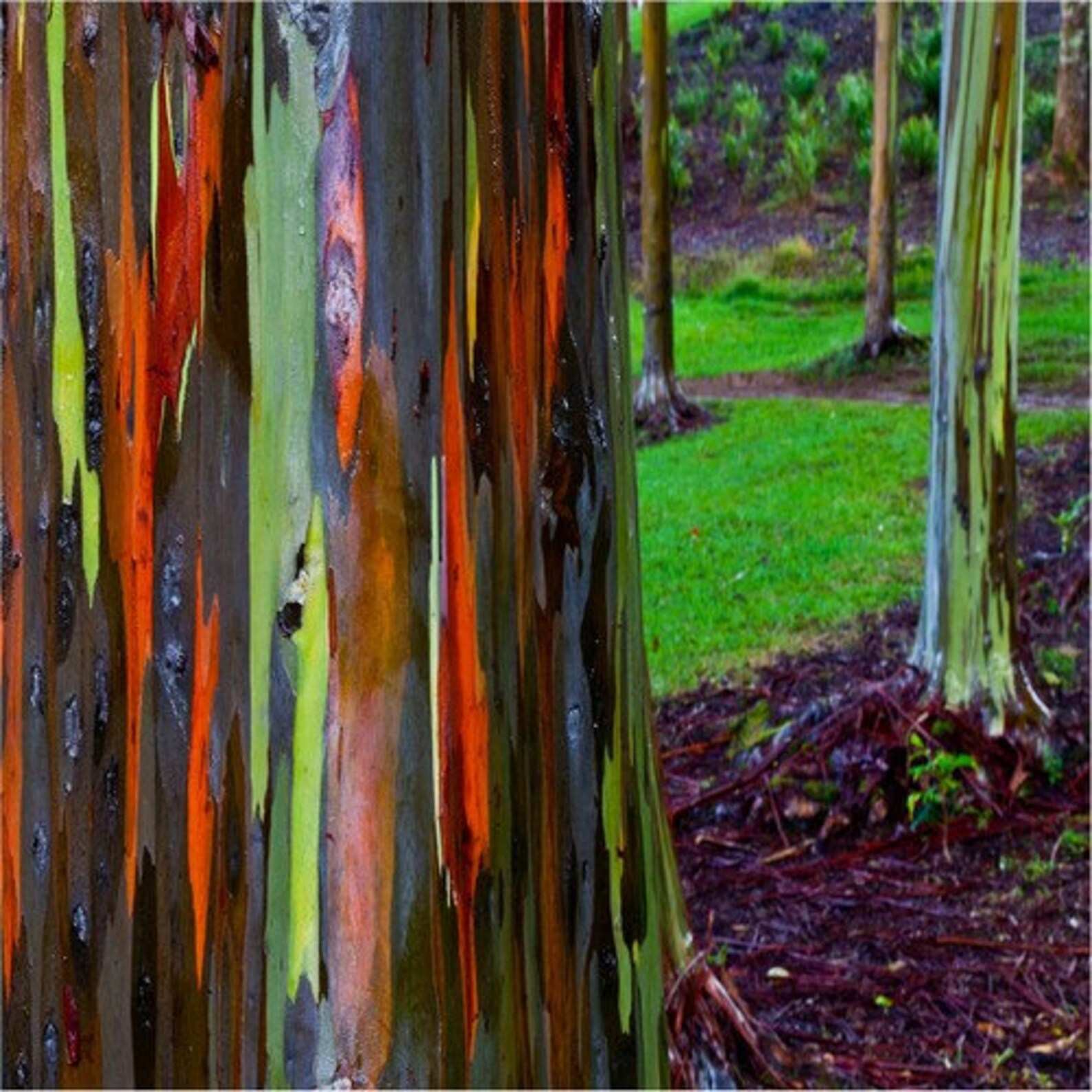 Rainbow Eucalyptus Tree Seeds eucalyptus Deglupta 100seeds | Etsy