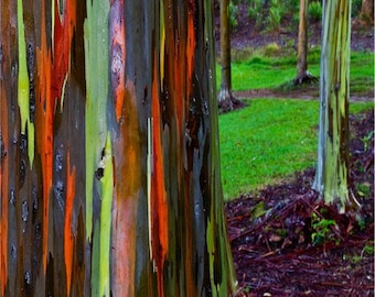 Eucalyptus, Rainbow Gum Tree 100 Seeds Medicinal Easy to Grow Non GMO ...