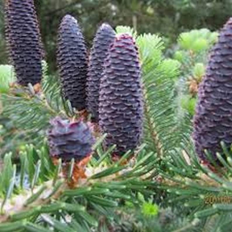 Pacific Silver Fir Tree Seeds abies Amabilis 15seeds - Etsy