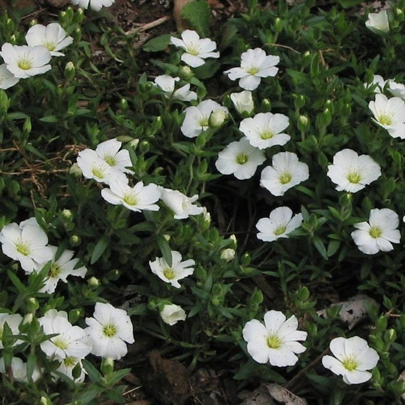 Arenaria Mountain Sandwort Groundcover Seeds (arenaria Montana) 50 ...