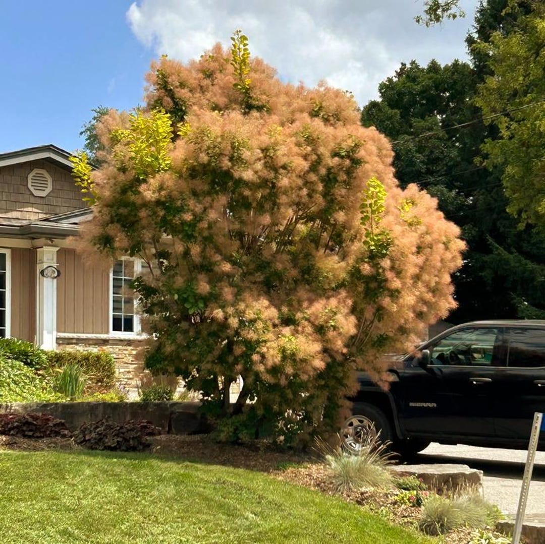 European Smoke Tree Seeds (cotinus Coggygria) 30+seeds - Etsy