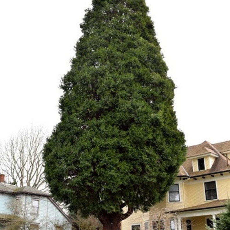 California Incense Cedar Tree Seeds calocedrus Decurrens - Etsy