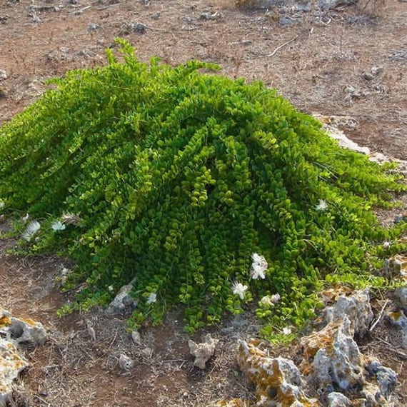 Capparis Spinosa