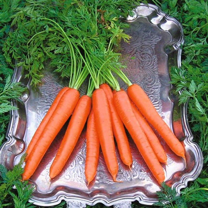 Carrot Scarlet Nantes Vegetable Seeds daucus Carota 50seeds - Etsy