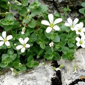 Arenaria Mountain Sandwort Groundcover Seeds (arenaria Montana) 50 ...