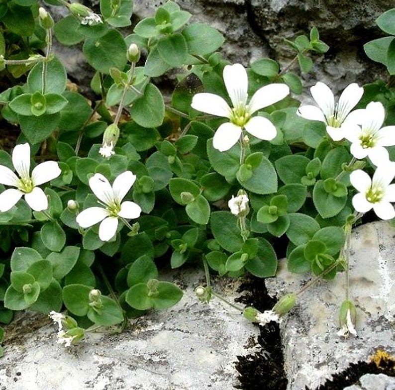 Arenaria Mountain Sandwort Groundcover Seeds (arenaria Montana) 50 ...