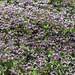 Pennie Black Flower Seeds (nemophila Discoidalis) 50+seeds - Etsy