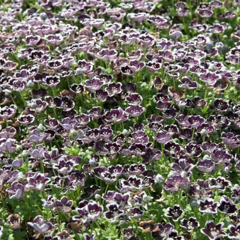 Pennie Black Flower Seeds nemophila Discoidalis 50seeds | Etsy