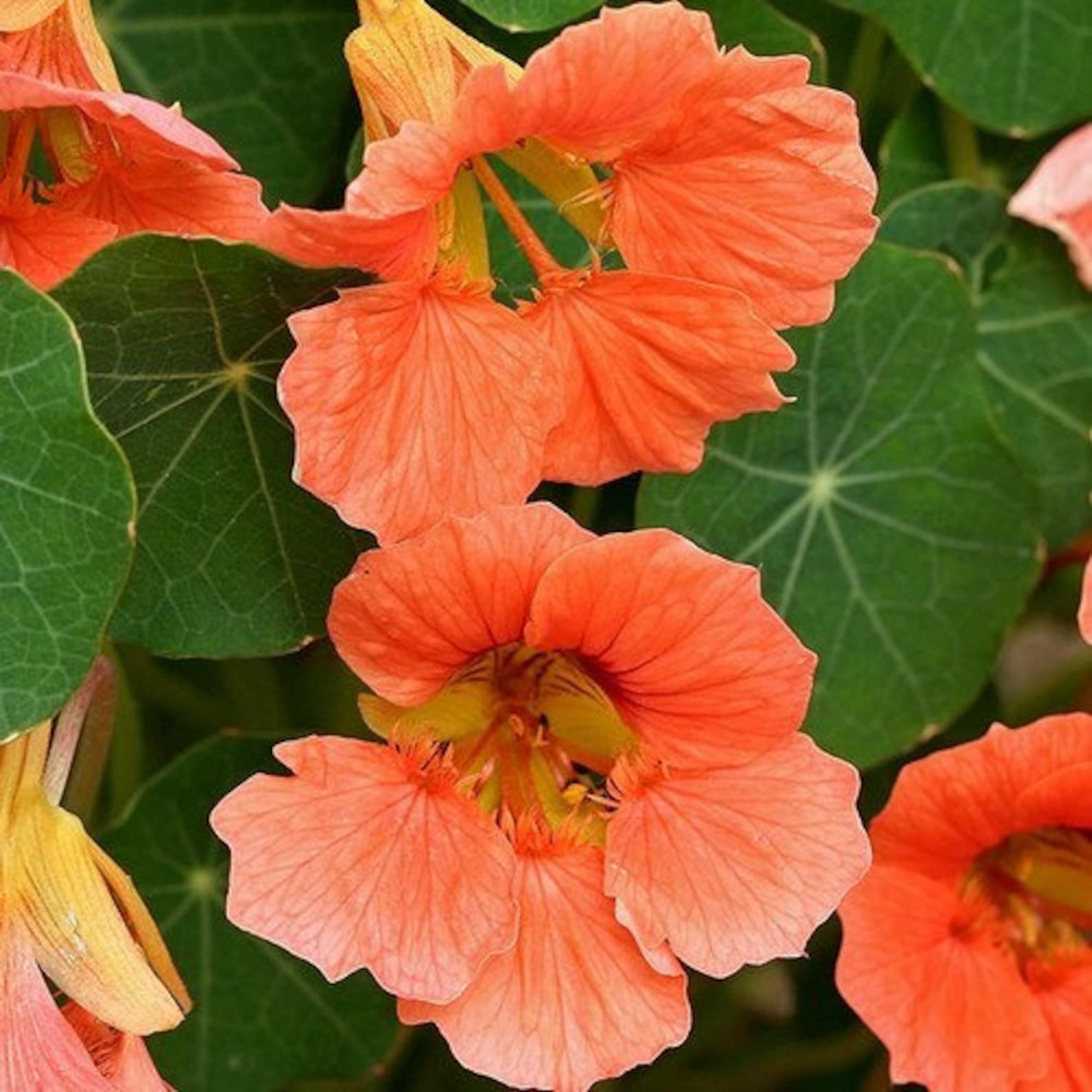 Nasturtium Salmon Flower Seeds (tropaeolum Majus) 20+seeds - Etsy
