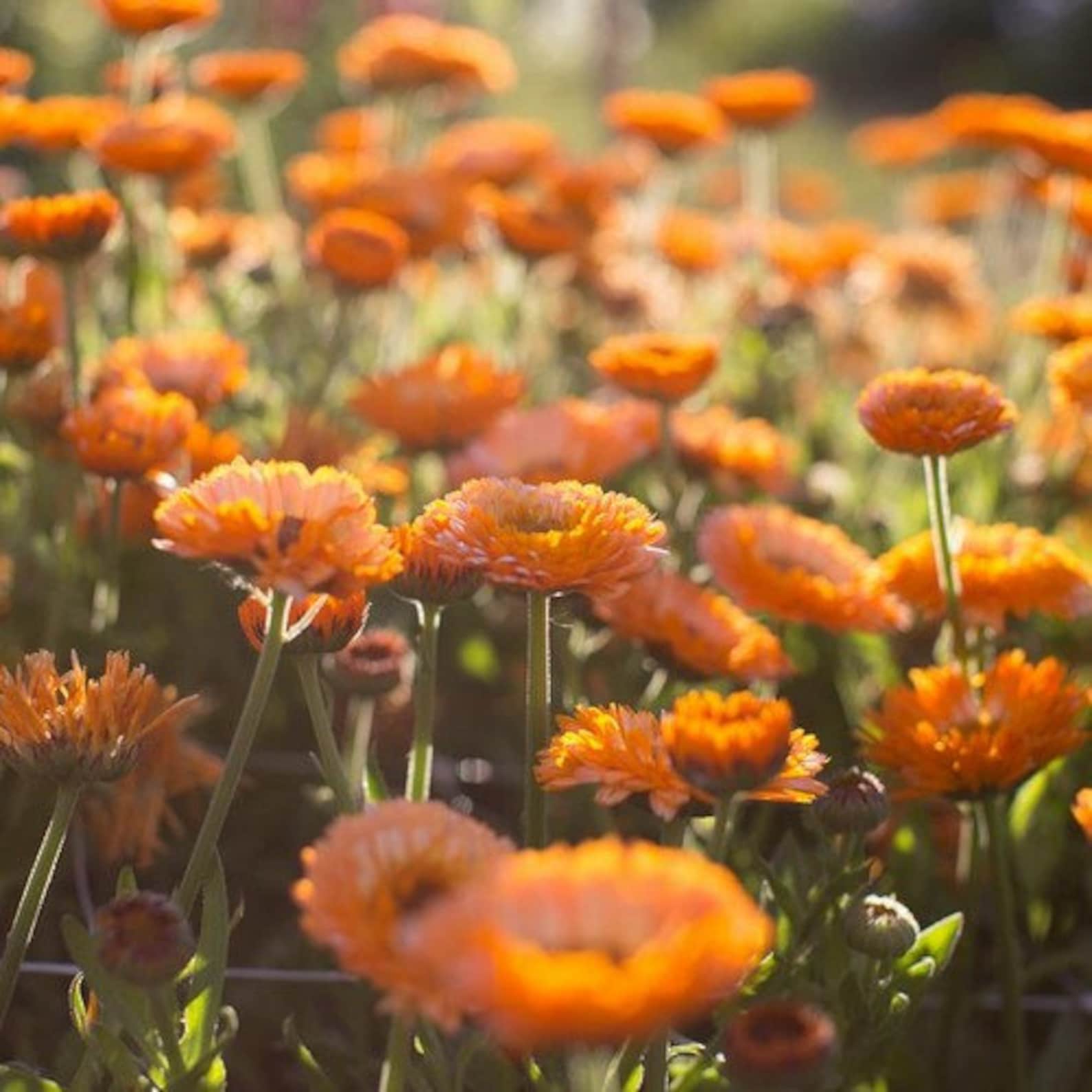 Calendula Pink Surprise Flower Seeds calendula Officinalis 50seeds - Etsy