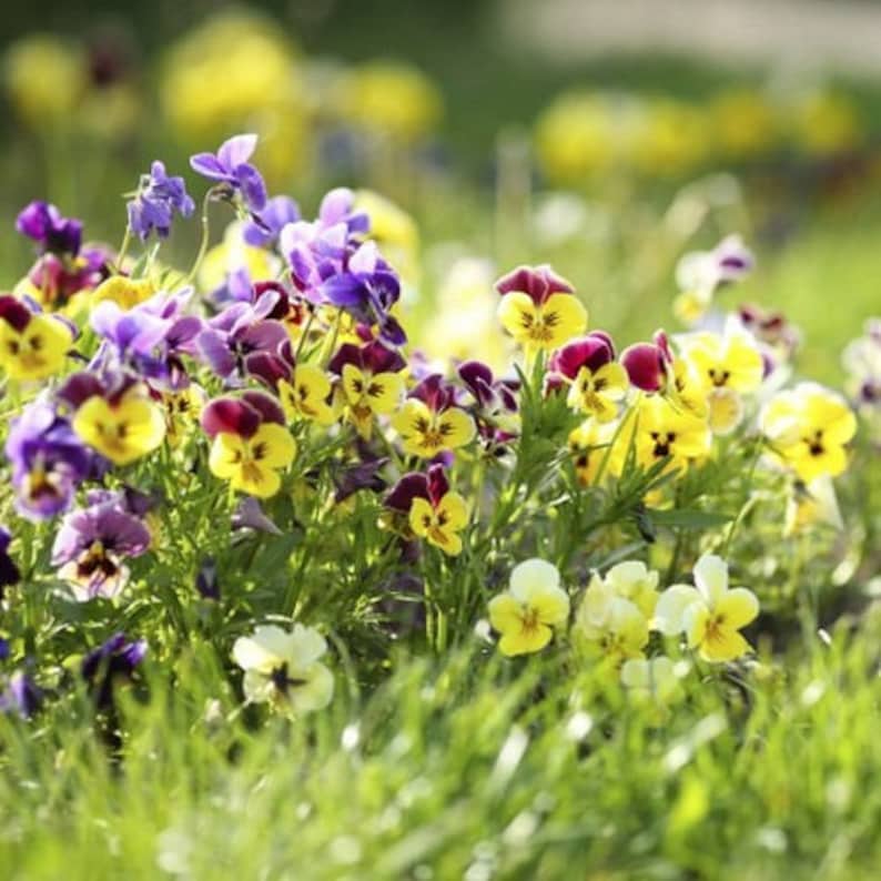 Viola Bambini Mix Flower Seeds viola Cornuta 50seeds - Etsy