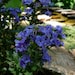 Bugloss Blue Angel Flower Seeds anchusa Capensis 50seeds - Etsy