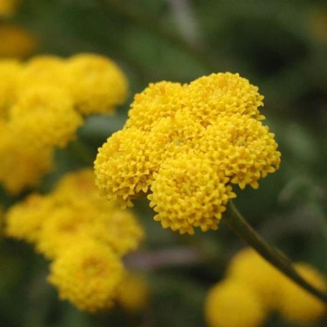 Ageratum Yellow Flower Seeds (lonas Inodora) 200+seeds - Etsy