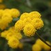 Ageratum Yellow Flower Seeds (lonas Inodora) 200+seeds - Etsy