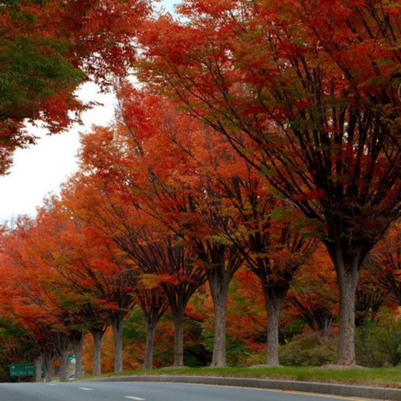 Japanese Zelkova Tree Seeds zelkova Serrata 25seeds - Etsy