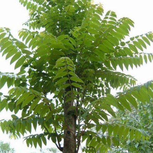 Chinese Mahogany Tree Seeds (toona Sinensis) 25+seeds - Etsy