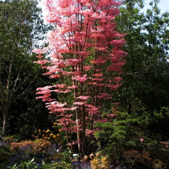 Chinese Mahogany Tree Seeds toona Sinensis 50seeds | Etsy