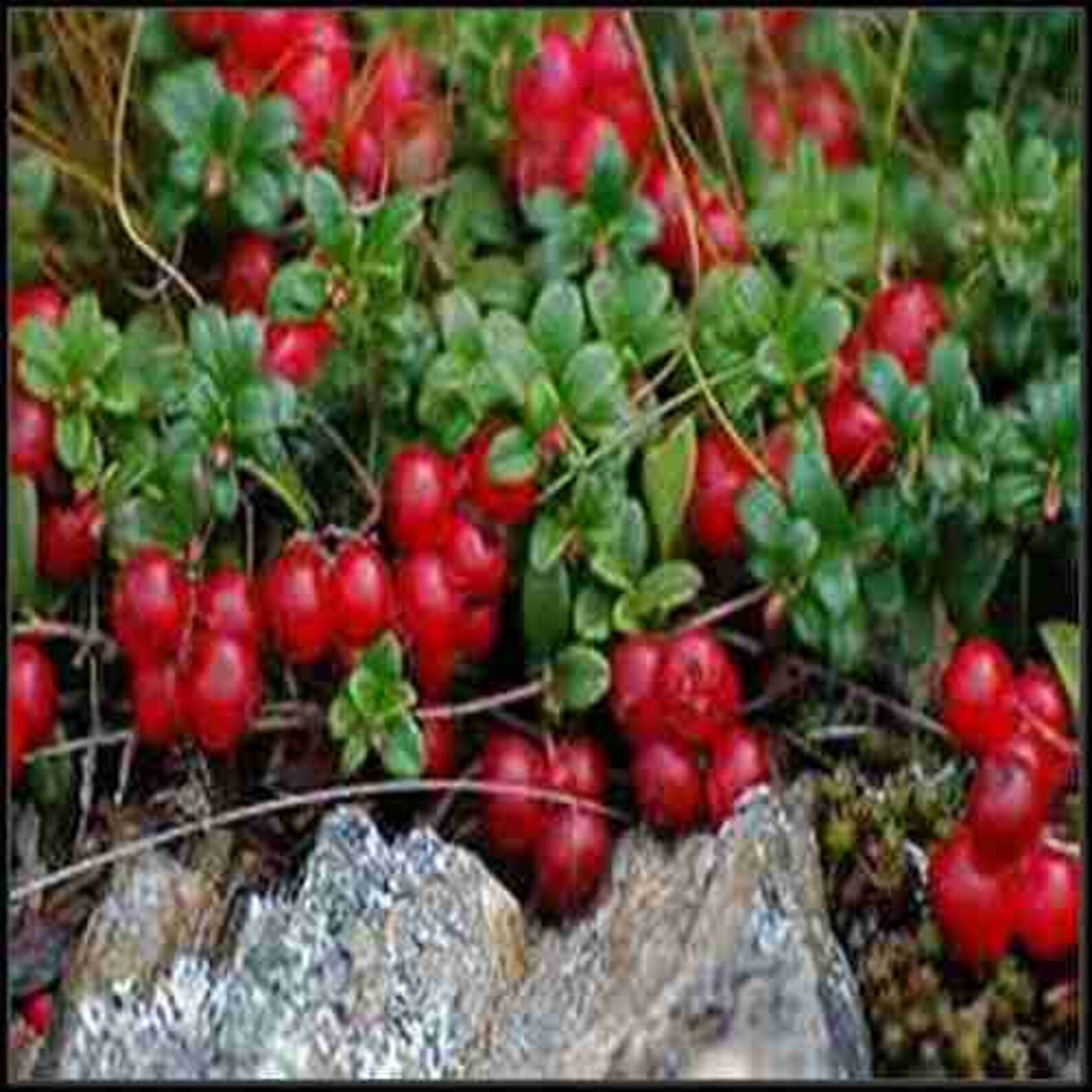 Mountain Cranberry Bush Seeds vaccinium Vitis-idaea 50seeds - Etsy