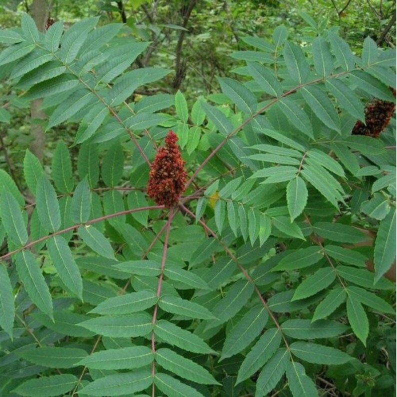 Smooth Sumac Tree Seeds Rhus glabra 25Seeds | Etsy