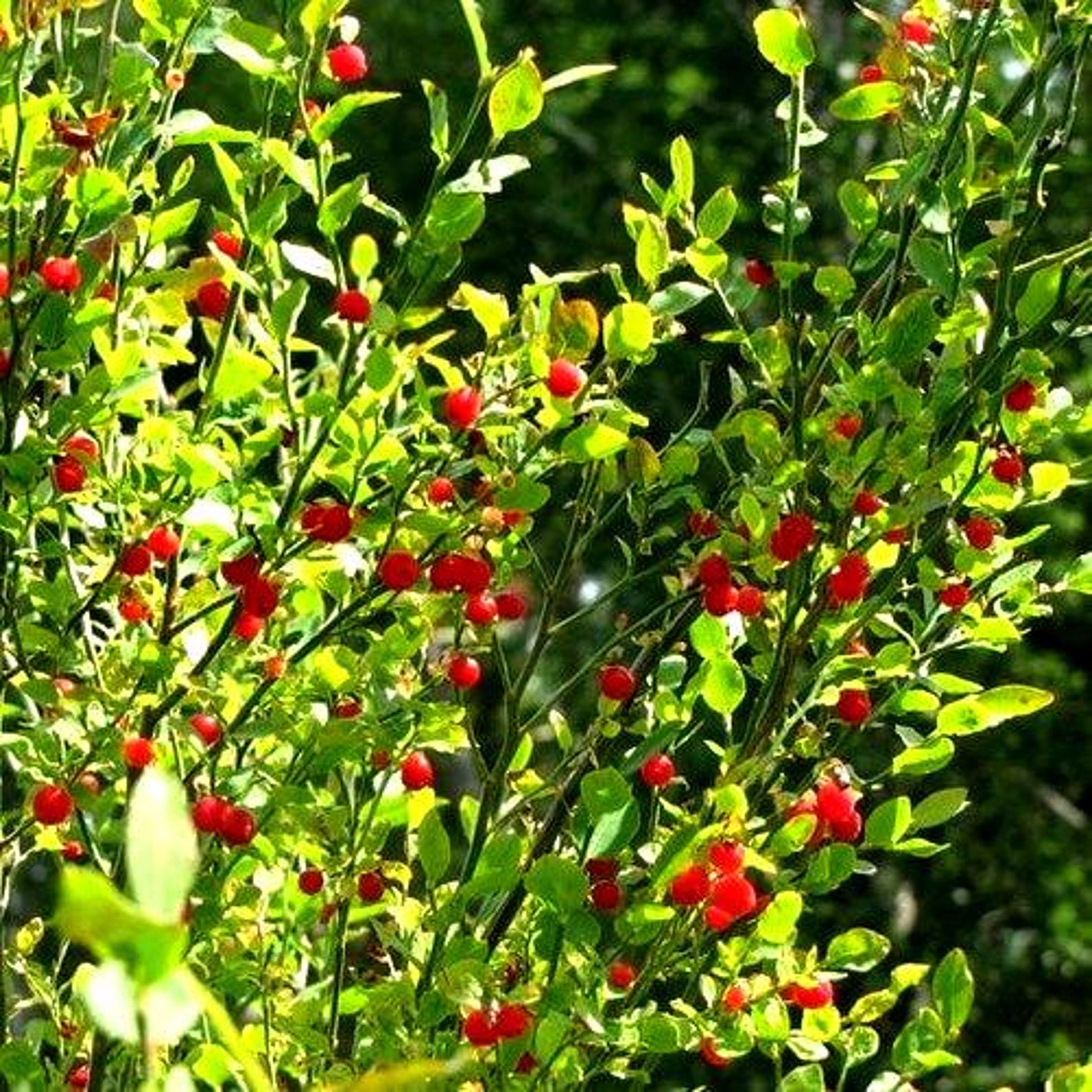 Huckleberry Bush Red Seeds (vaccinium Parvifolium) 25+seeds - Etsy