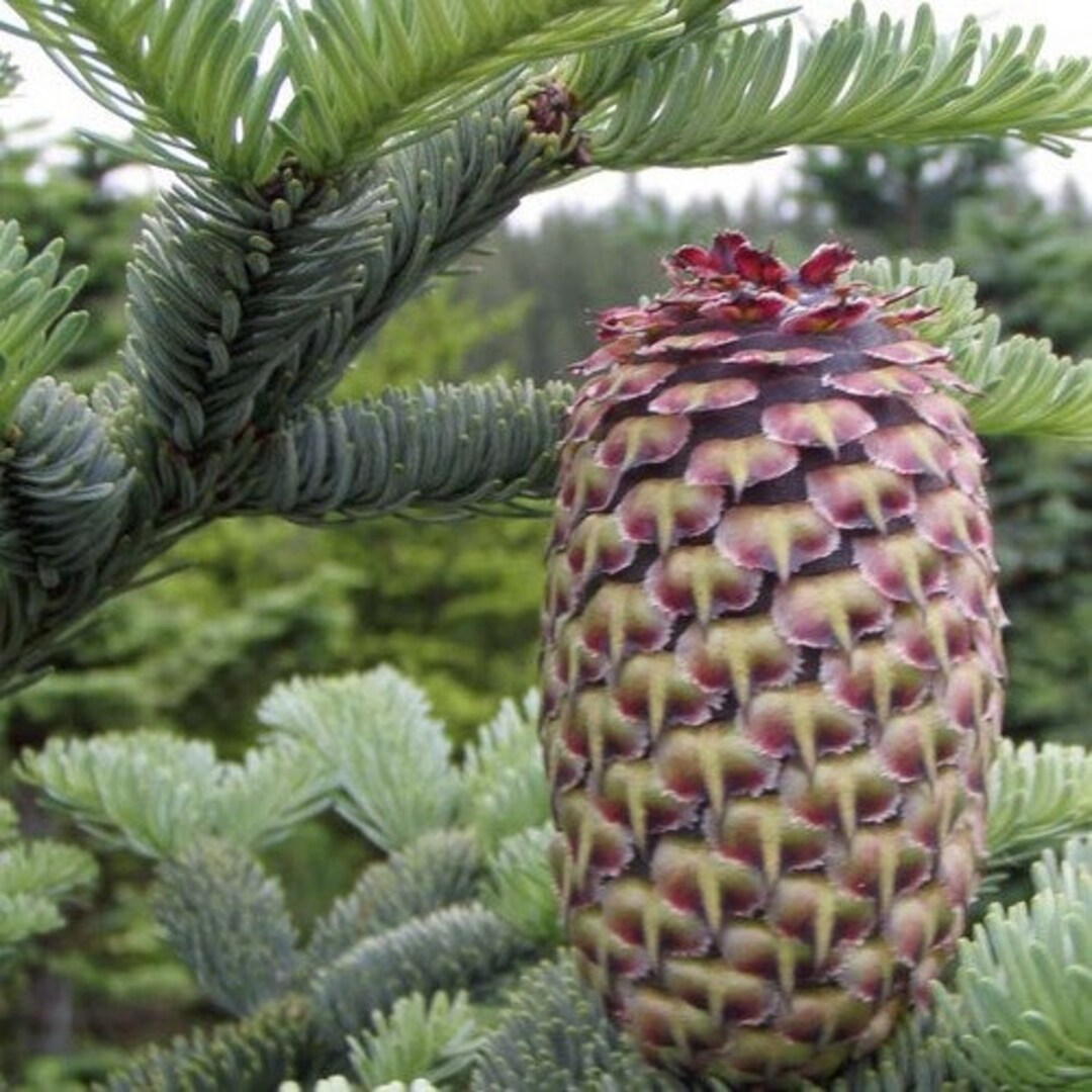 Noble Fir Tree Seeds (abies Procera) 20+seeds - Etsy