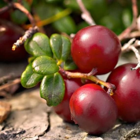Wild Cranberry Plant