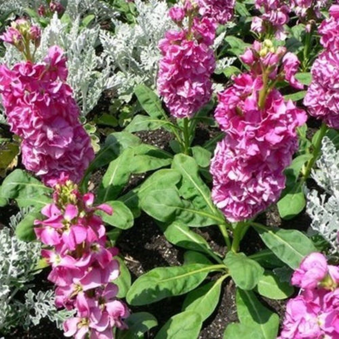 Stock Deep Rose Flower Seeds matthiola Incana Ten Week Deep | Etsy