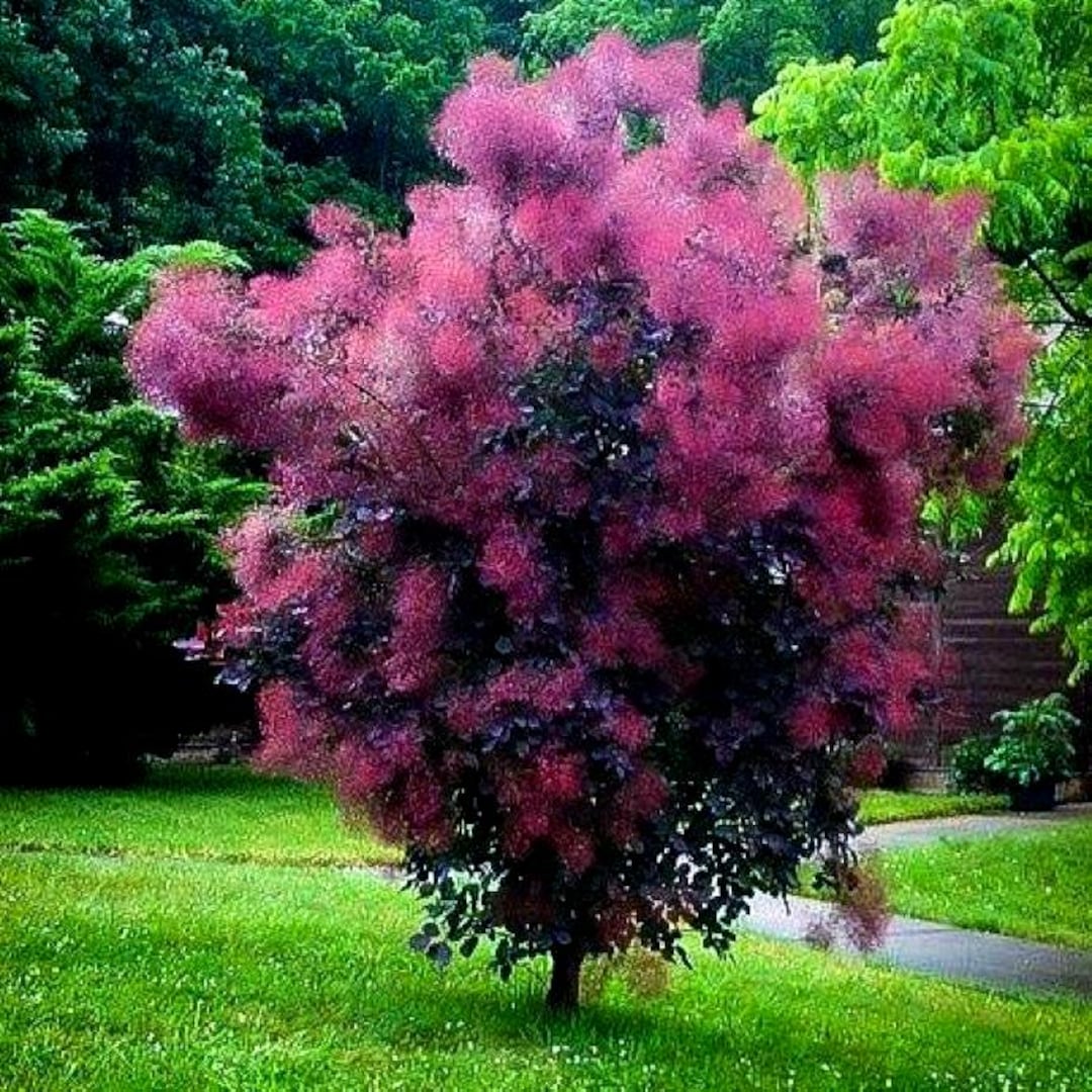 Purple Smoke Tree Seeds (cotinus Coggygria Purpureus) 20+seeds - Etsy