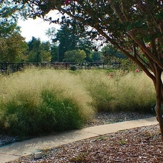 Love Grass Sand Ornamental Grass Seeds eragrostis Trichodes | Etsy