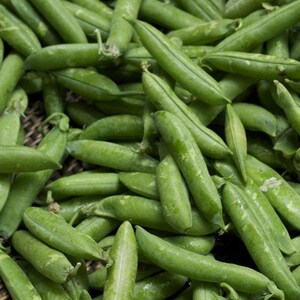 Snap Pea Sugar Sprint Vegetable Seeds (pisum Sativum) 20+seeds - Etsy