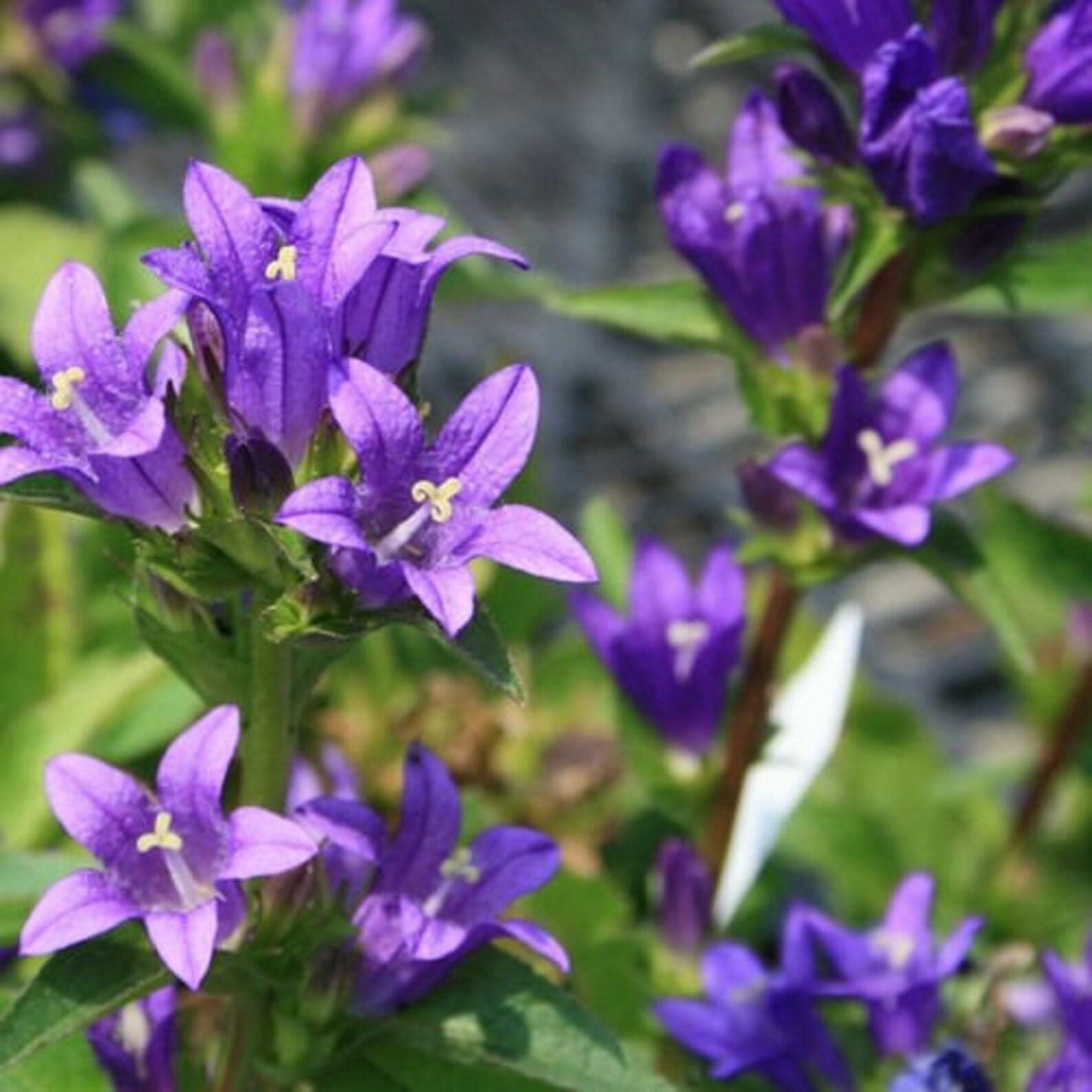 Cluster Bellflower Seeds campanula Glomerata Acaulis - Etsy