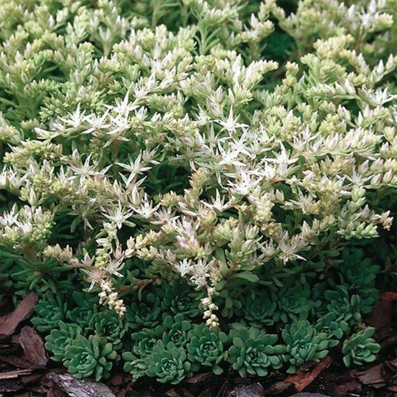 Sedum Cliff Stonecrop Succulent Seeds sedum Glaucophyllum - Etsy