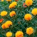 Orange Safflower Seeds (carthamus Tinctorius) 10+seeds - Etsy Canada
