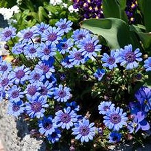 Felicia Blues Blue Daisy Flower Seeds (Felicia Heterophylla) 50+Seeds ...
