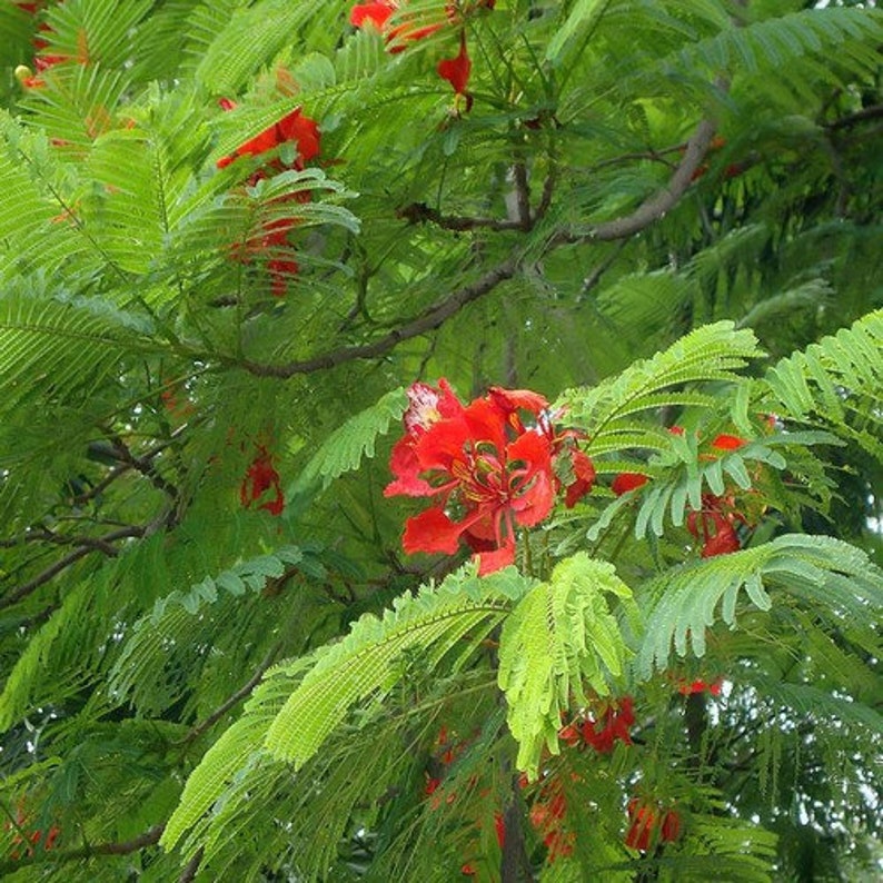 Royal Poinciana Tree Seeds Delonix regia 5Seeds | Etsy