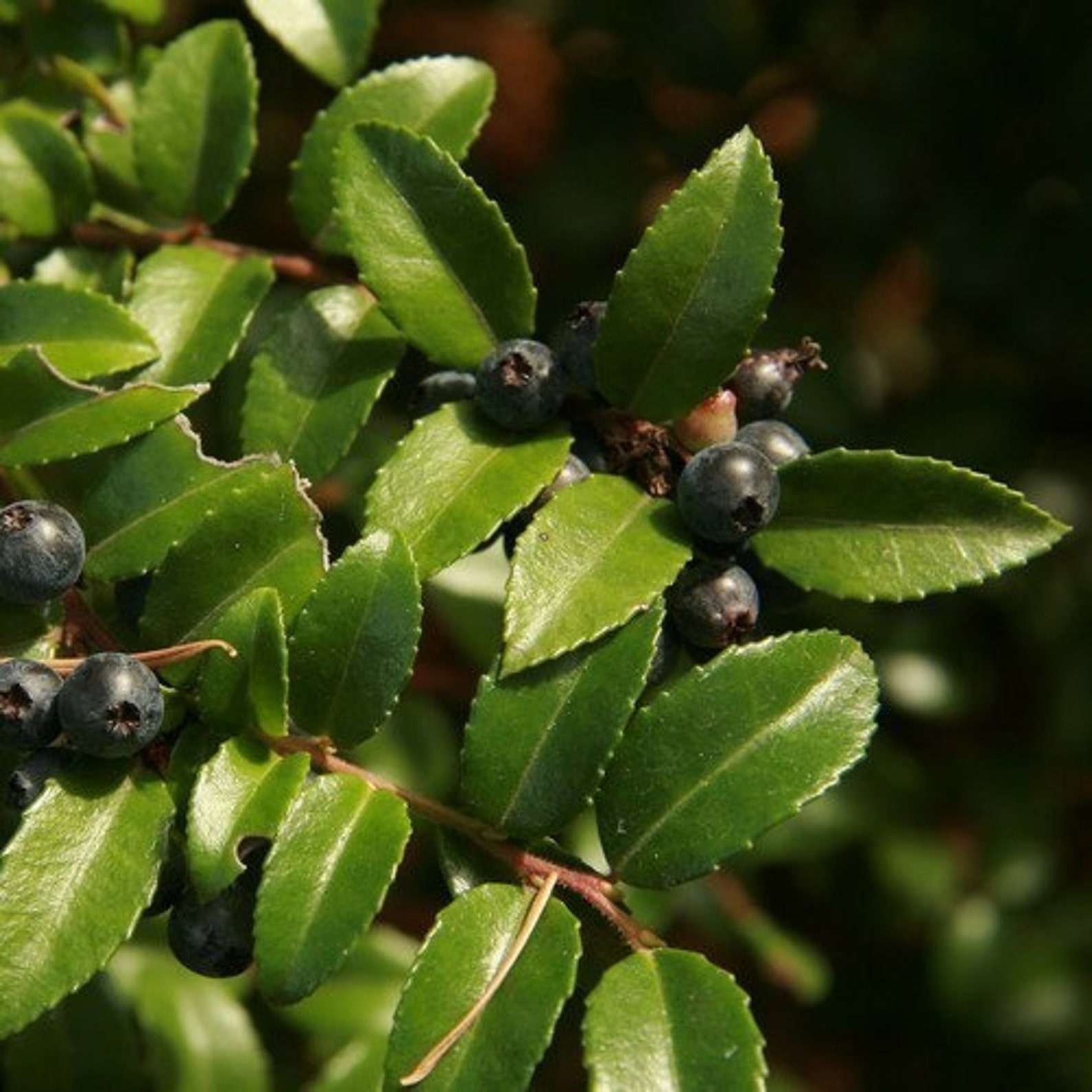 Evergreen Huckleberry Bush Seeds vaccinium Ovatum 25seeds - Etsy
