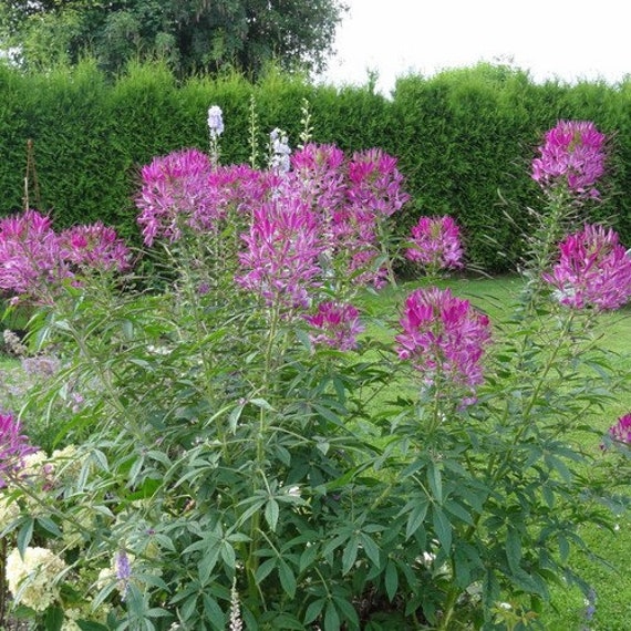 Purple Cleome Flowers